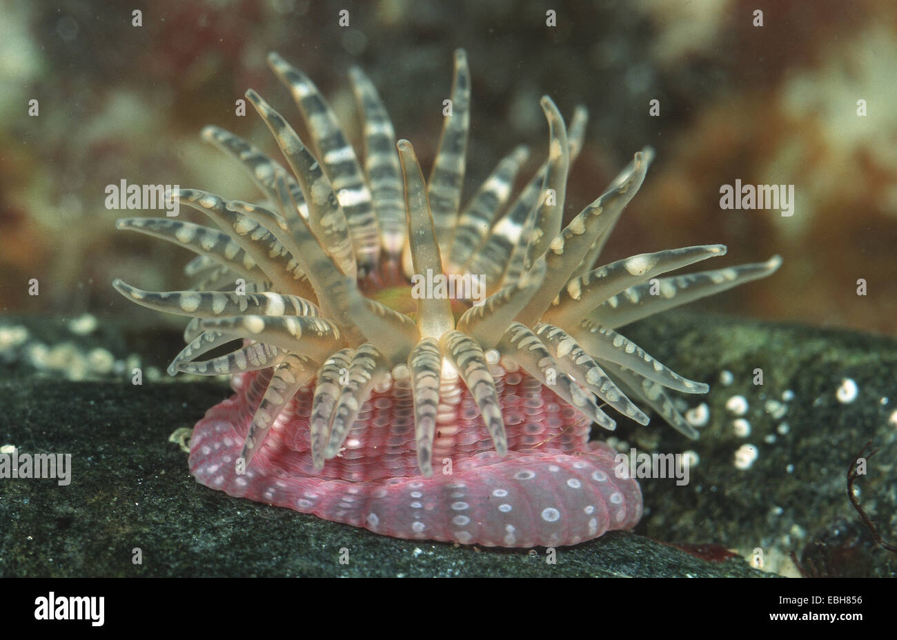 wartlet anemone, gem anemone (Bunodactis verrucosa Stock Photo - Alamy