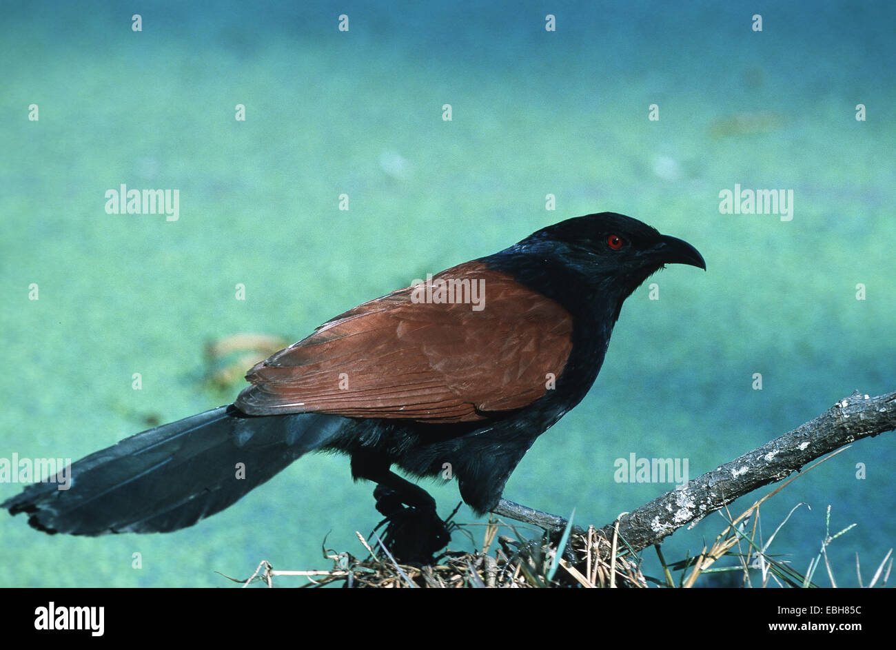 greater coucal (Centropus sinensis), adult Stock Photo - Alamy