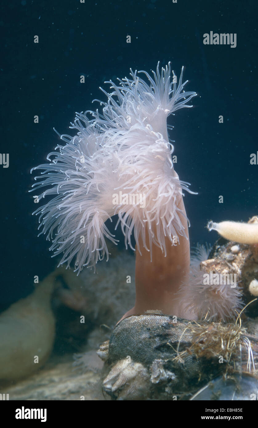 Cnidarians cnidaria hi-res stock photography and images - Alamy