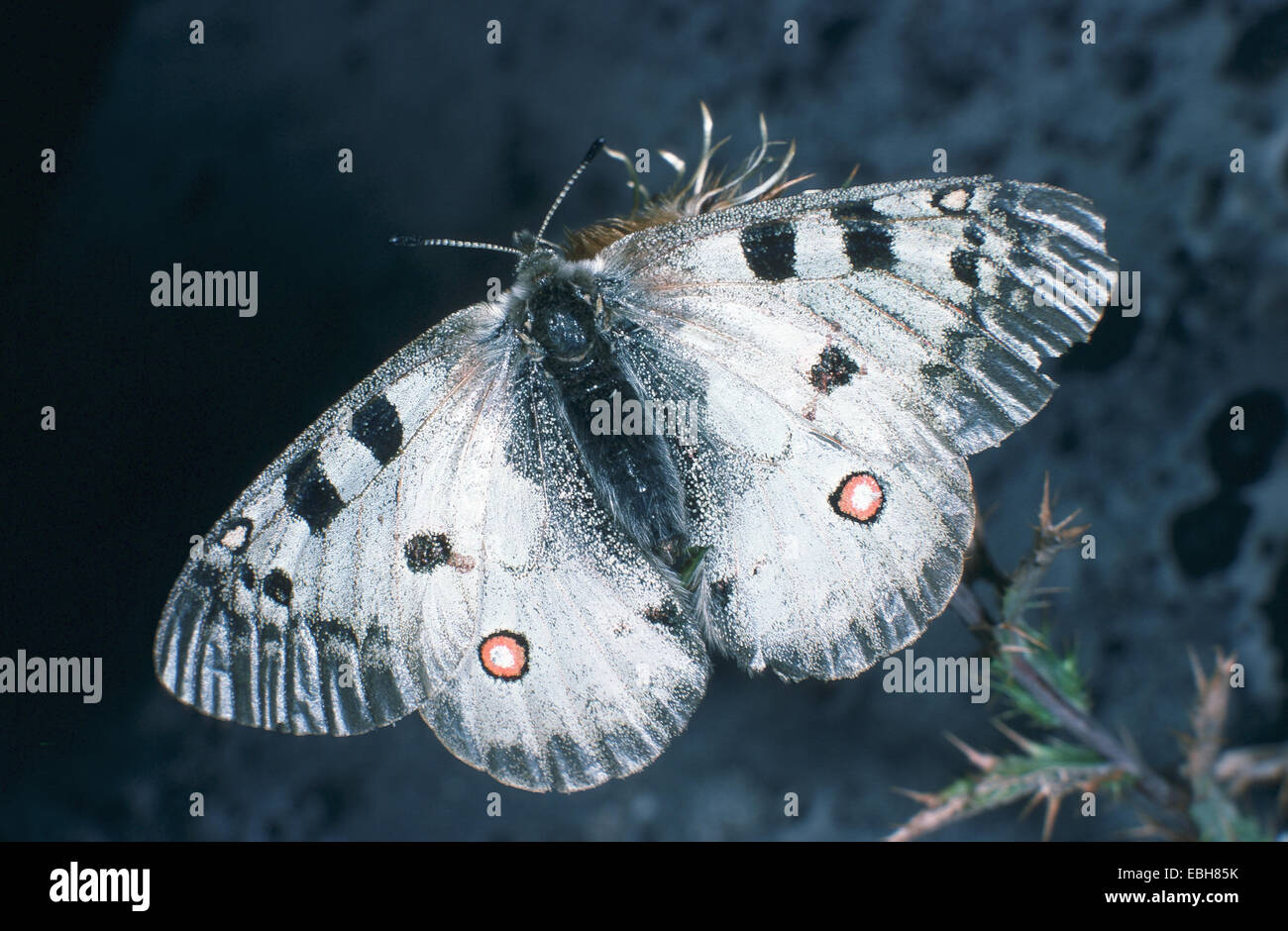 apollo (Parnassius phoebus Stock Photo - Alamy
