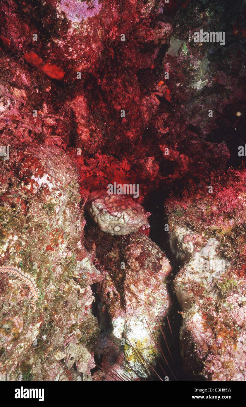 Sea hare, ink hi-res stock photography and images - Alamy