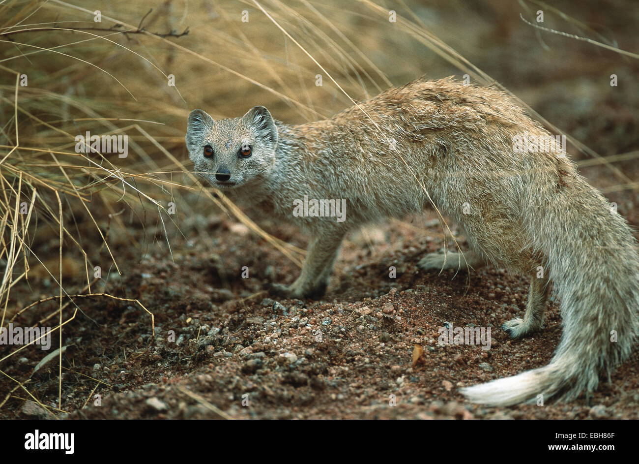 yellow mongoose (Cynictis penicillata Stock Photo - Alamy