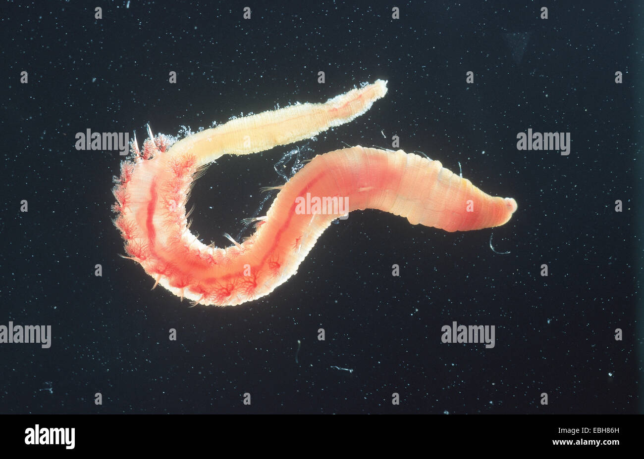 Blow lug worm hi-res stock photography and images - Alamy