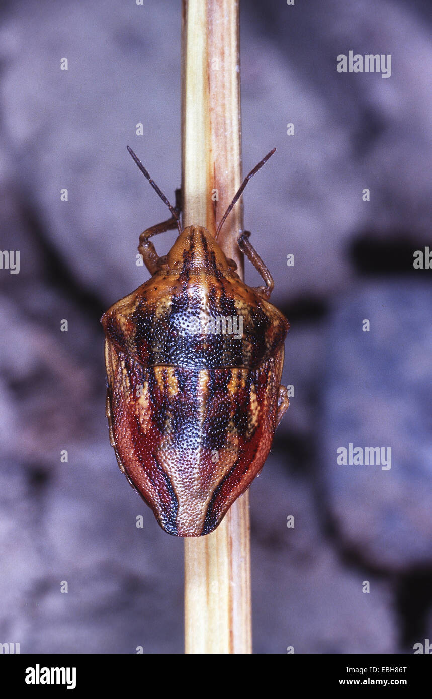 shield-backed bug (Odontotarsus purpureolineat, cuteus Stock Photo - Alamy