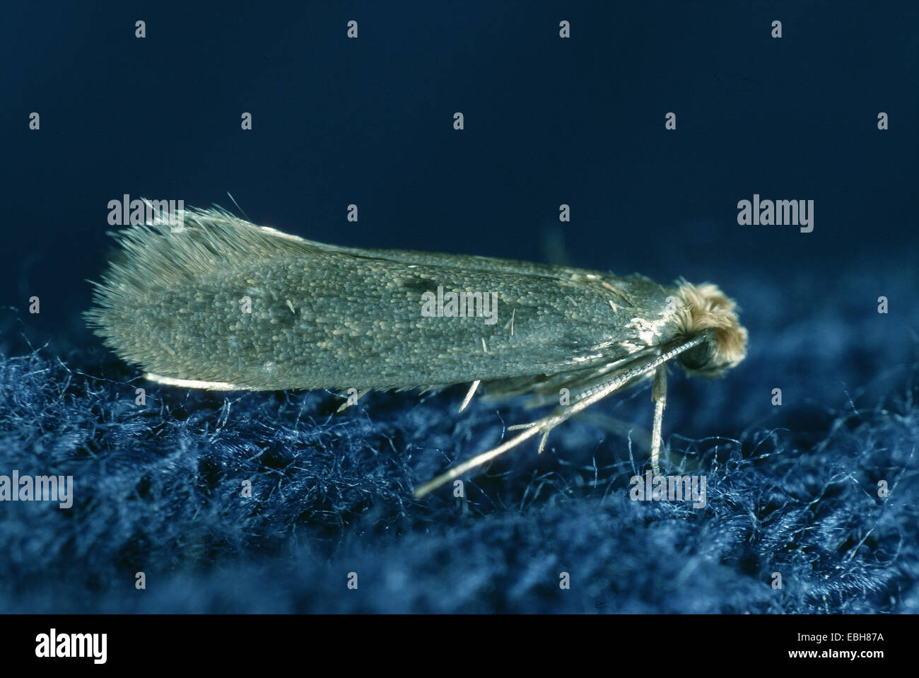 case-bearing clothes moth, case-making clothes moth (Tinea pellionella ...