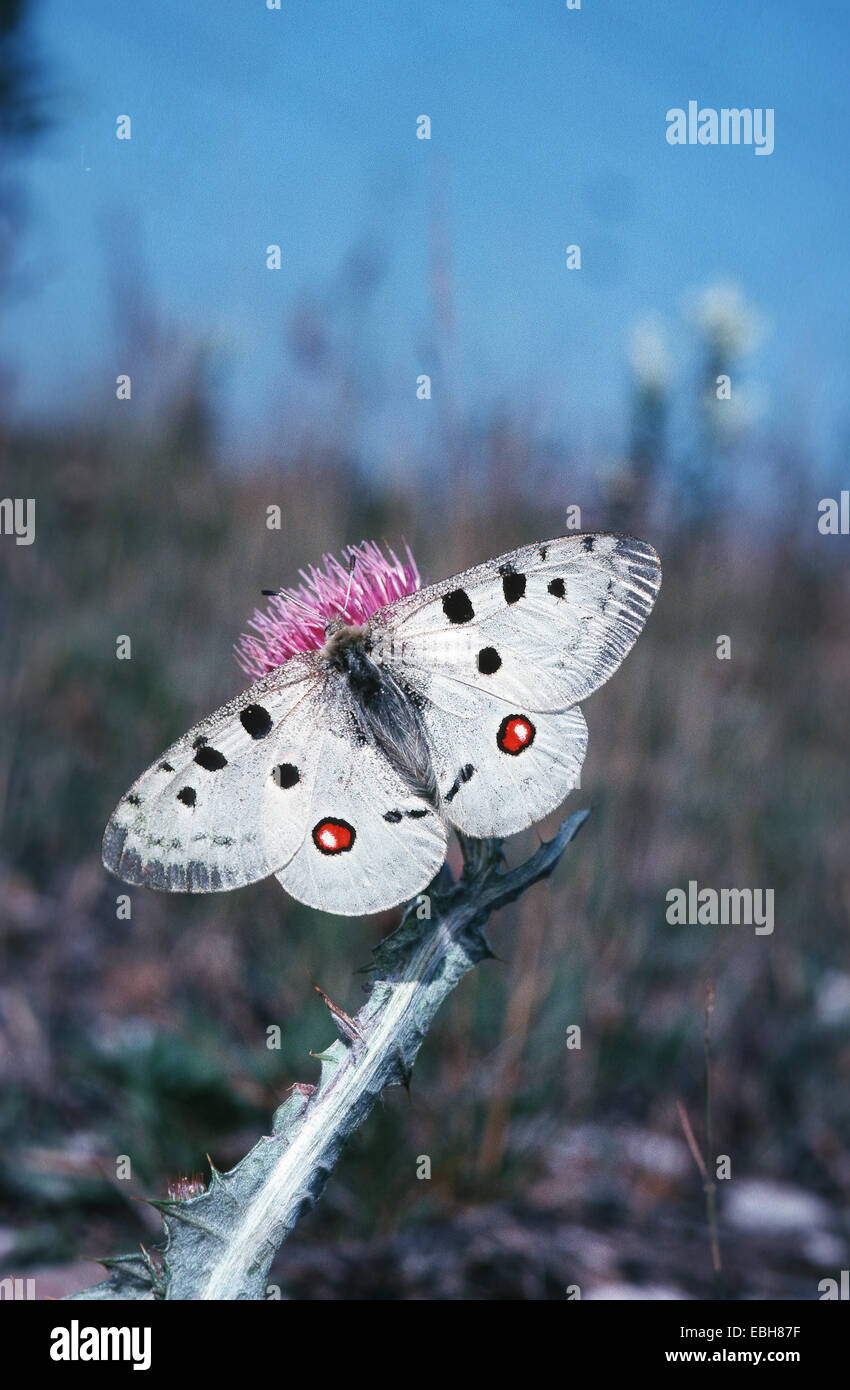 apollo (Parnassius apollo Stock Photo - Alamy