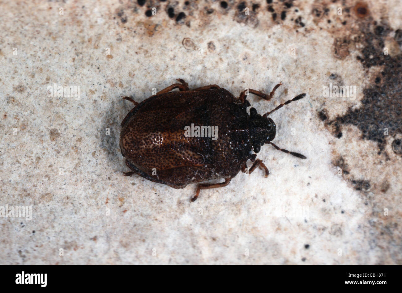 European turtle-bug (Podops inuncta Stock Photo - Alamy