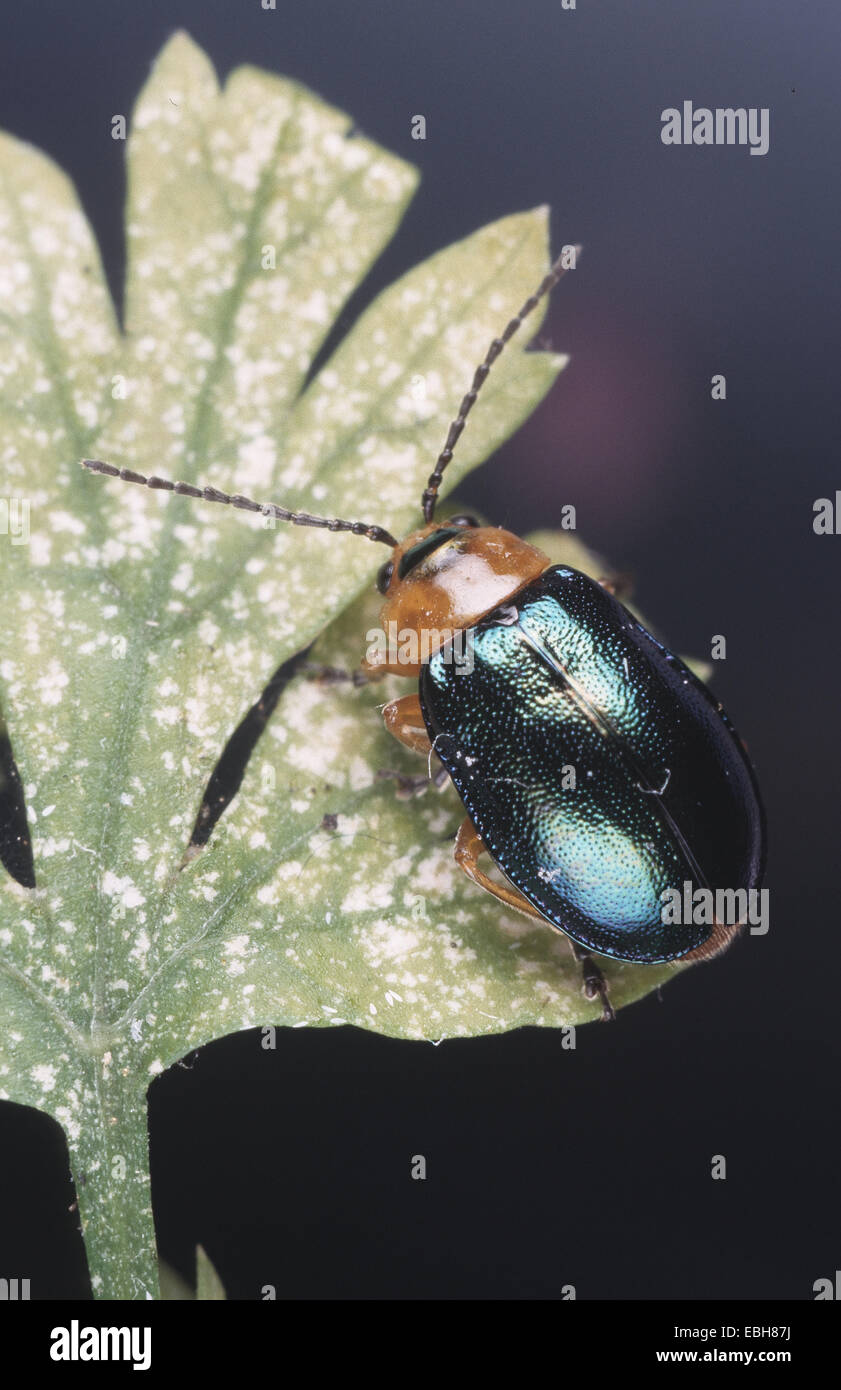 Halensis hi-res stock photography and images - Alamy