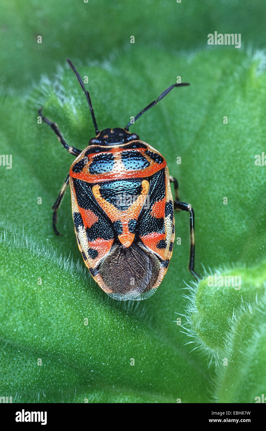 bug (Eurydema ventrale Stock Photo - Alamy