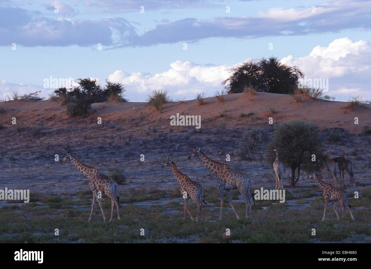 giraffe (Giraffa camelopardalis Stock Photo - Alamy
