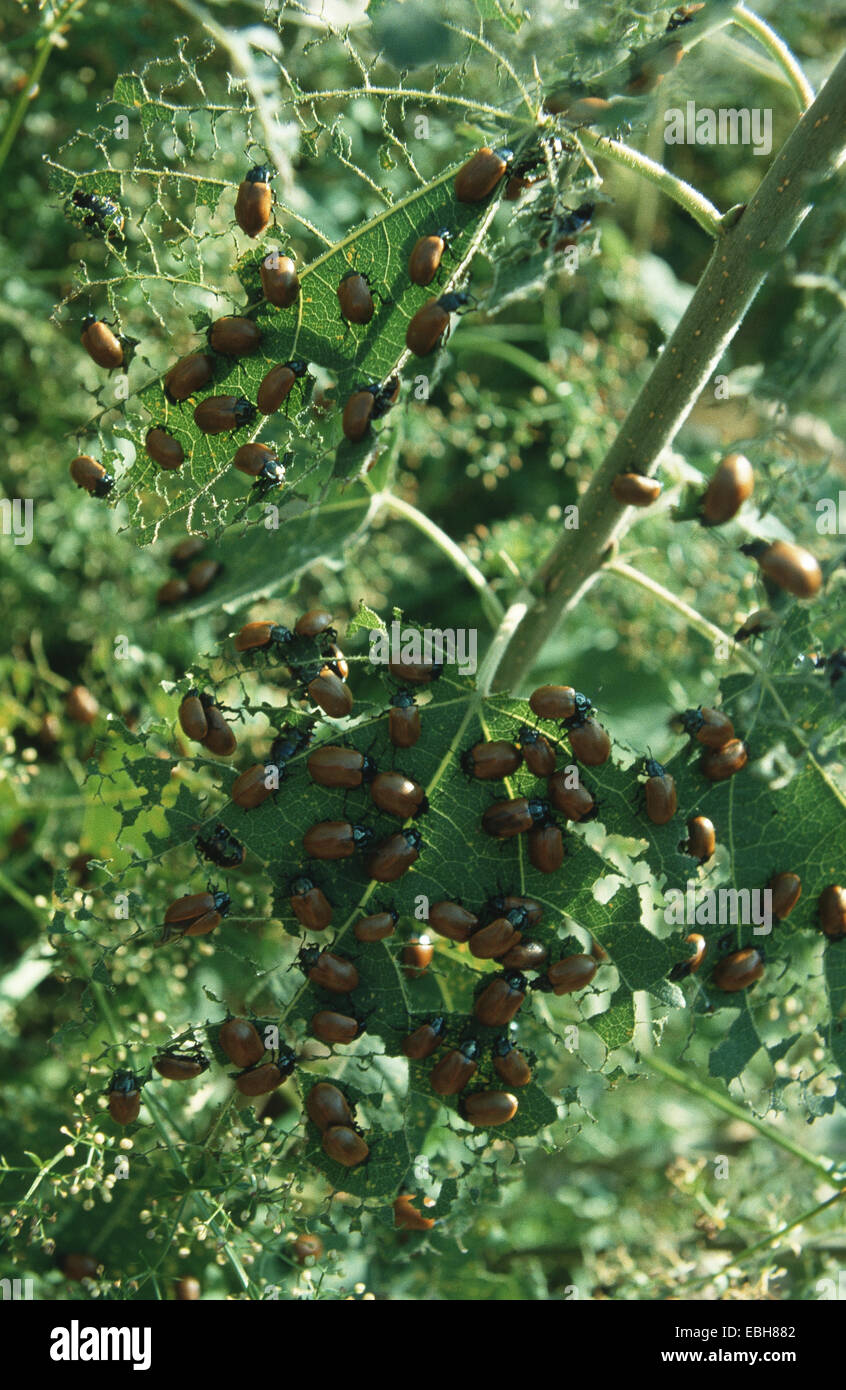 red poplar leaf-beetle, poplar leaf beetle, poplar beetle (Melasoma ...