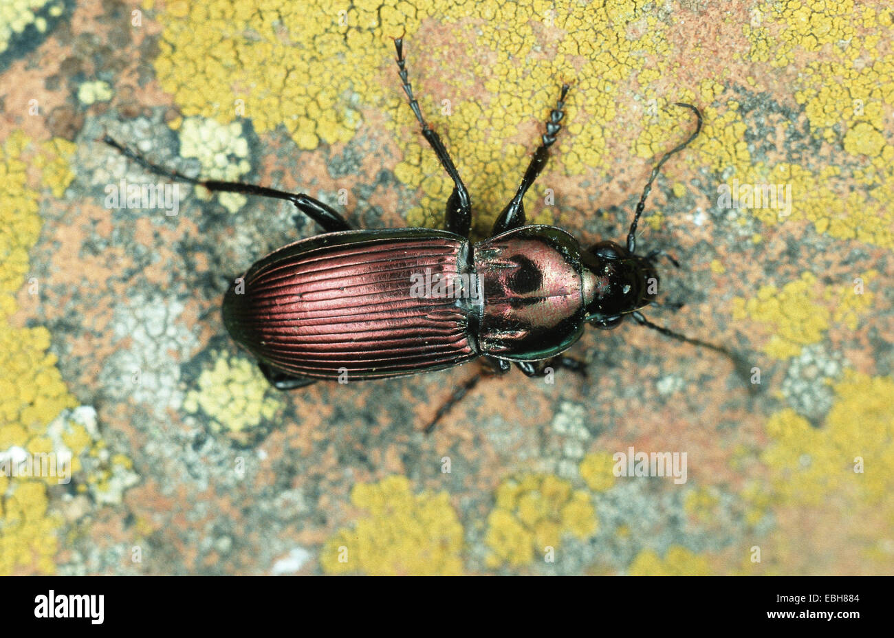 ground beetle (Poecilus lepidus Stock Photo - Alamy