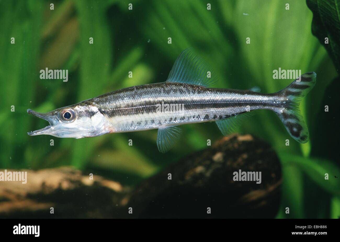 Fish ornatus hi-res stock photography and images - Alamy