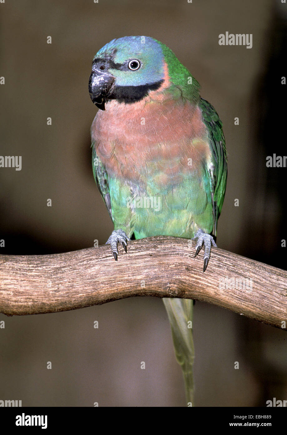 moustached parakeet (Psittacula alexandri Stock Photo - Alamy