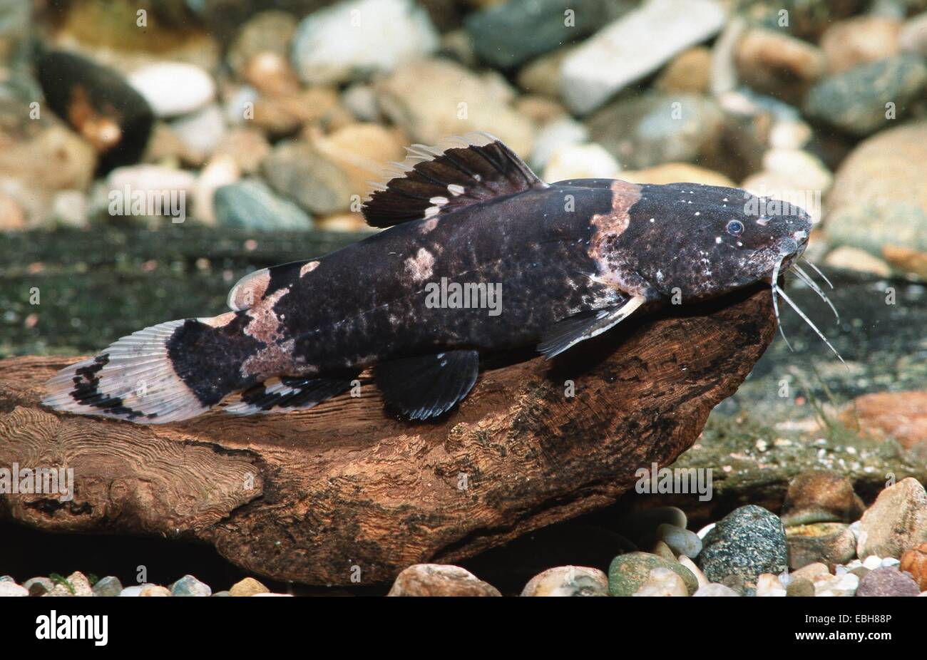 (Pseudopimelodus raninus raninus Stock Photo - Alamy