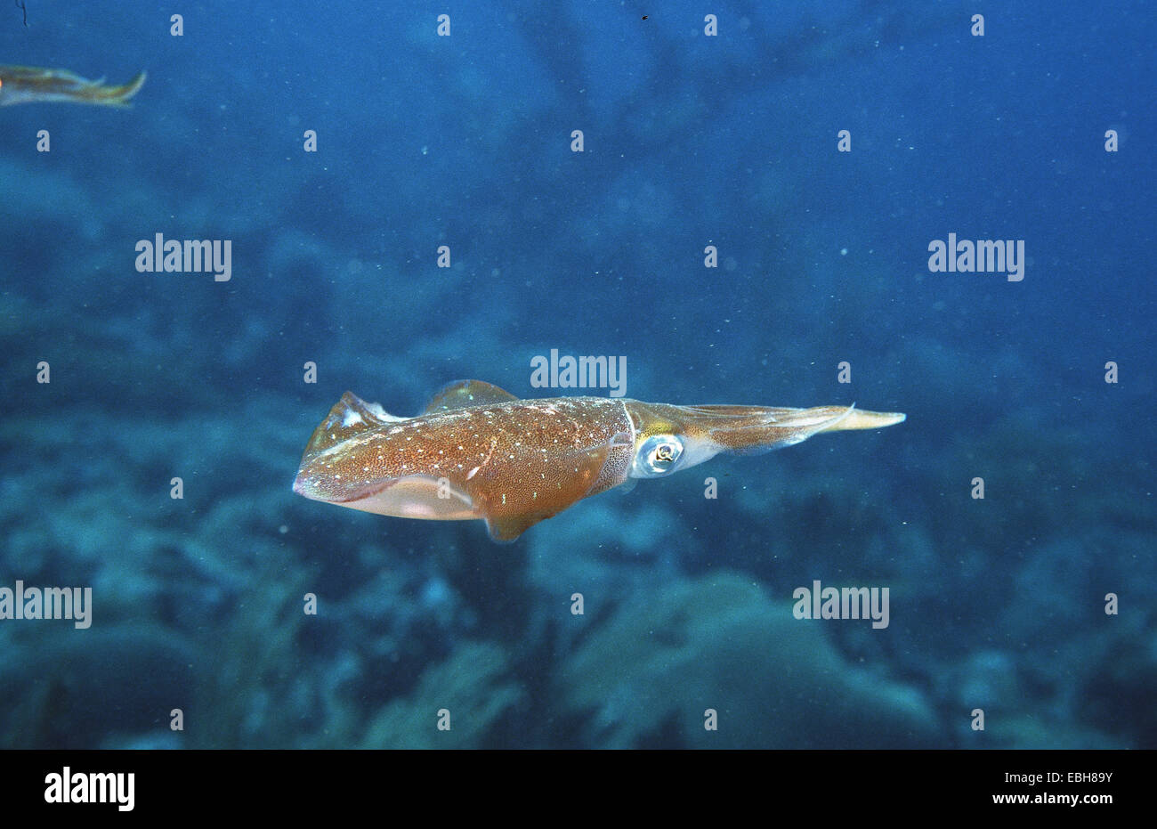 Caribbean reef squid, Atlantic oval squid (Sepioteuthis sepioidea Stock ...