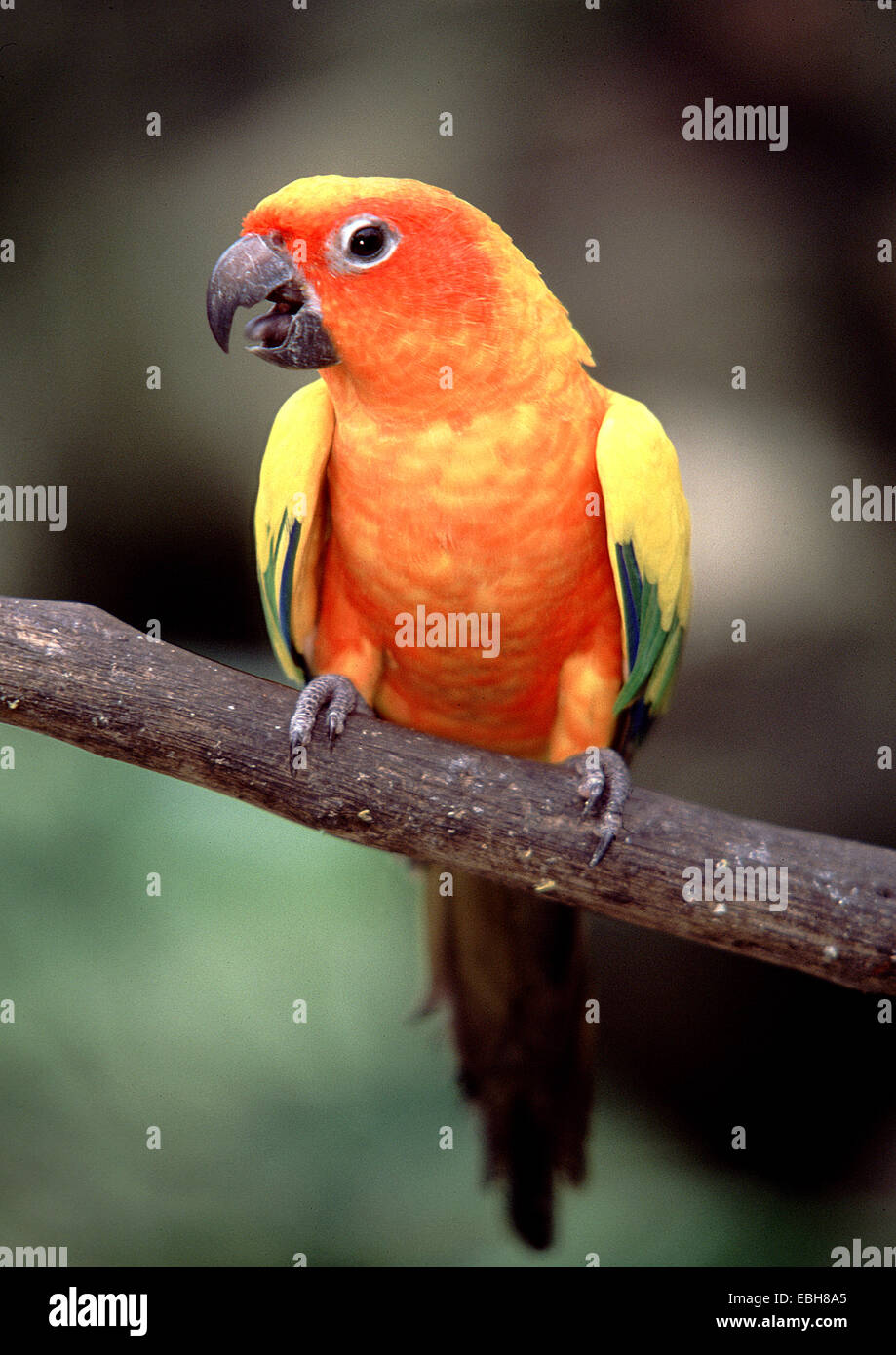 Jandaya parakeet hi-res stock photography and images - Alamy