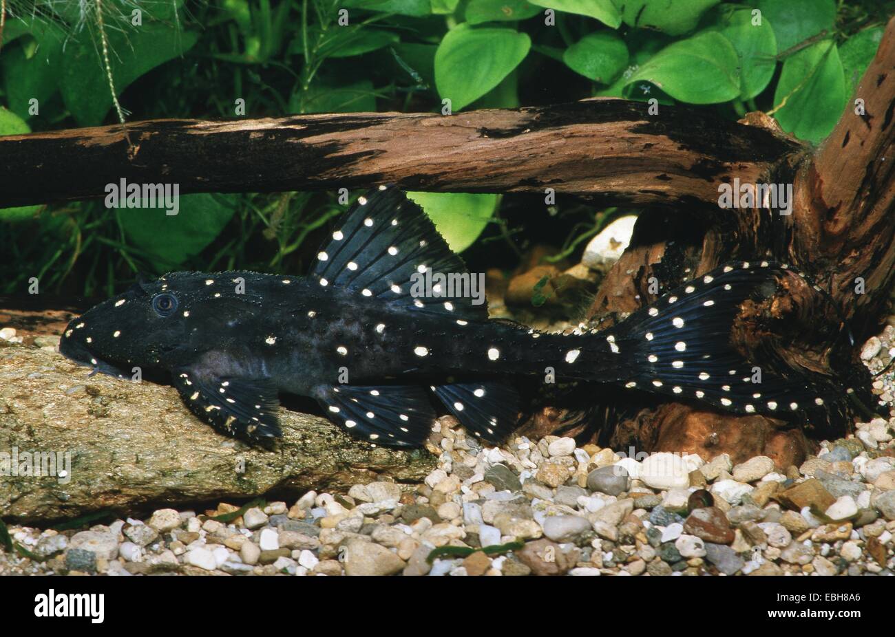 Acanthicus adonis hi-res stock photography and images - Alamy