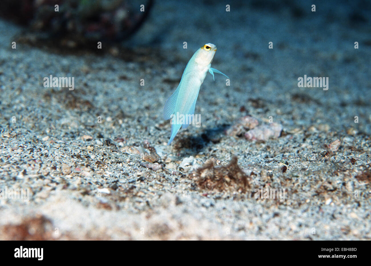 yellowhead jawfish (Opistognathus aurifrons Stock Photo - Alamy