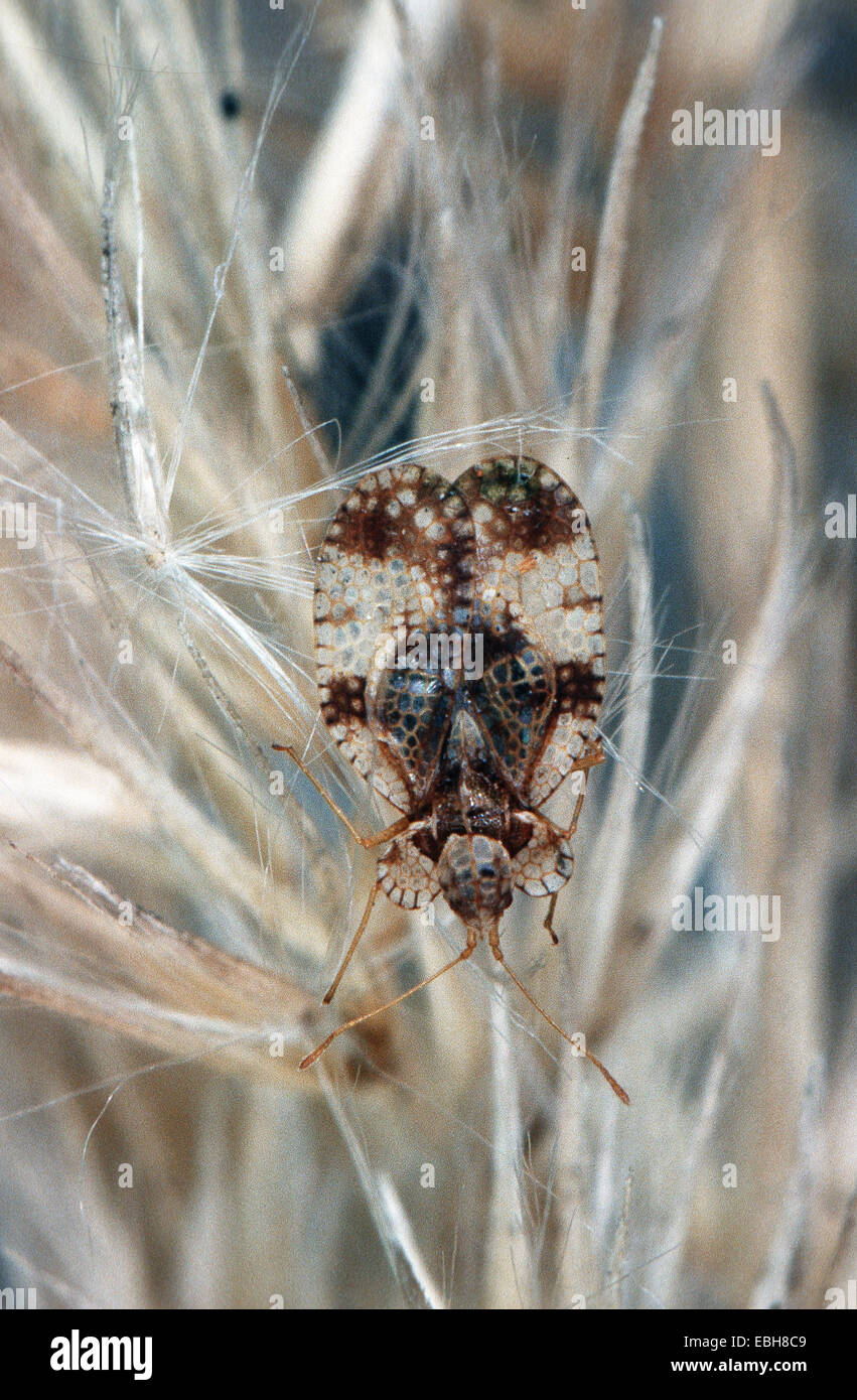 lace bug (Stephanitis pyri Stock Photo - Alamy