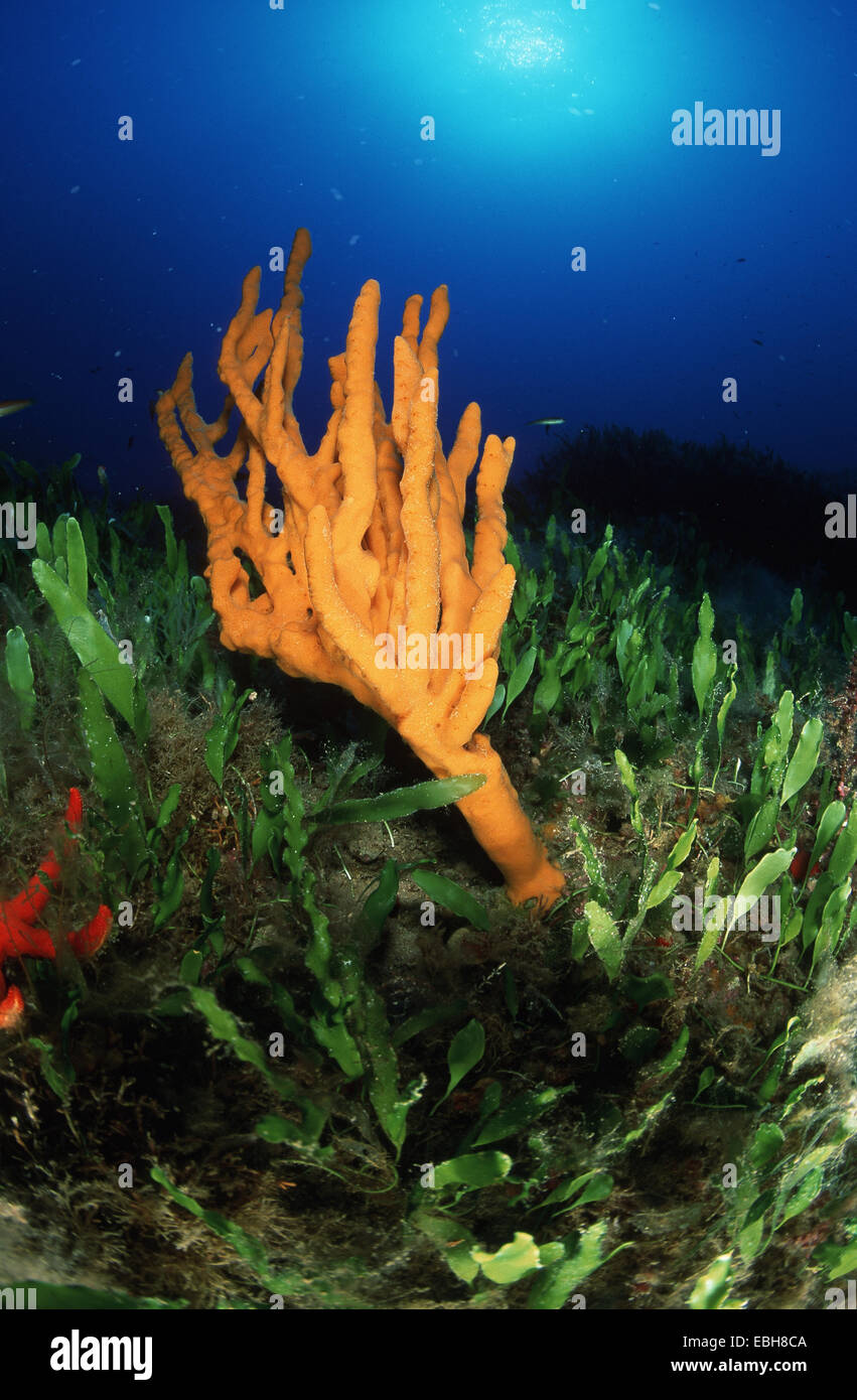 Common antlers sponge (Axinella polypoides Stock Photo - Alamy