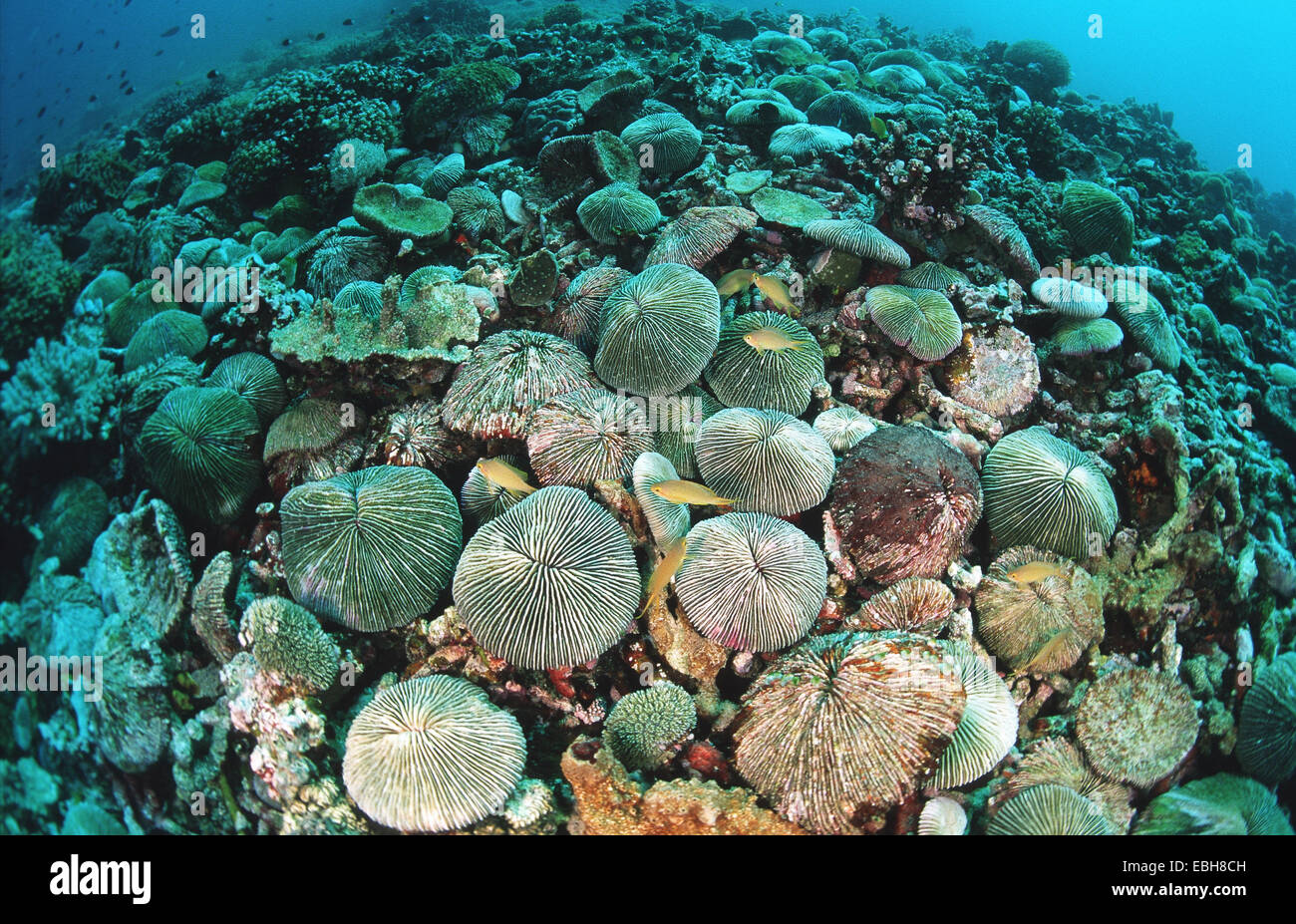 Mushroom coral (Fungia fungia Stock Photo - Alamy