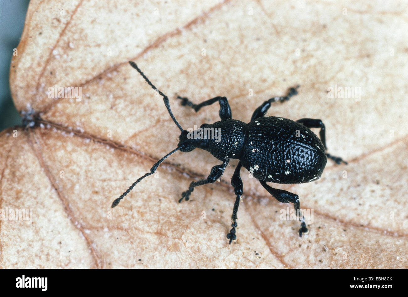 lightspotted snout weevil (Otiorhynchus gemmatus Stock Photo - Alamy