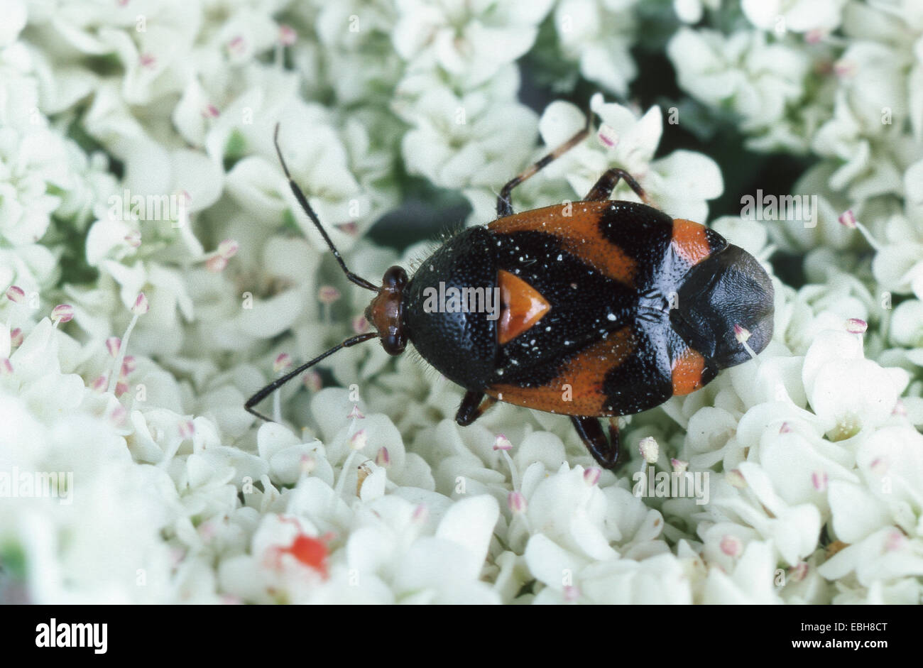 Trifasciatus hi-res stock photography and images - Alamy