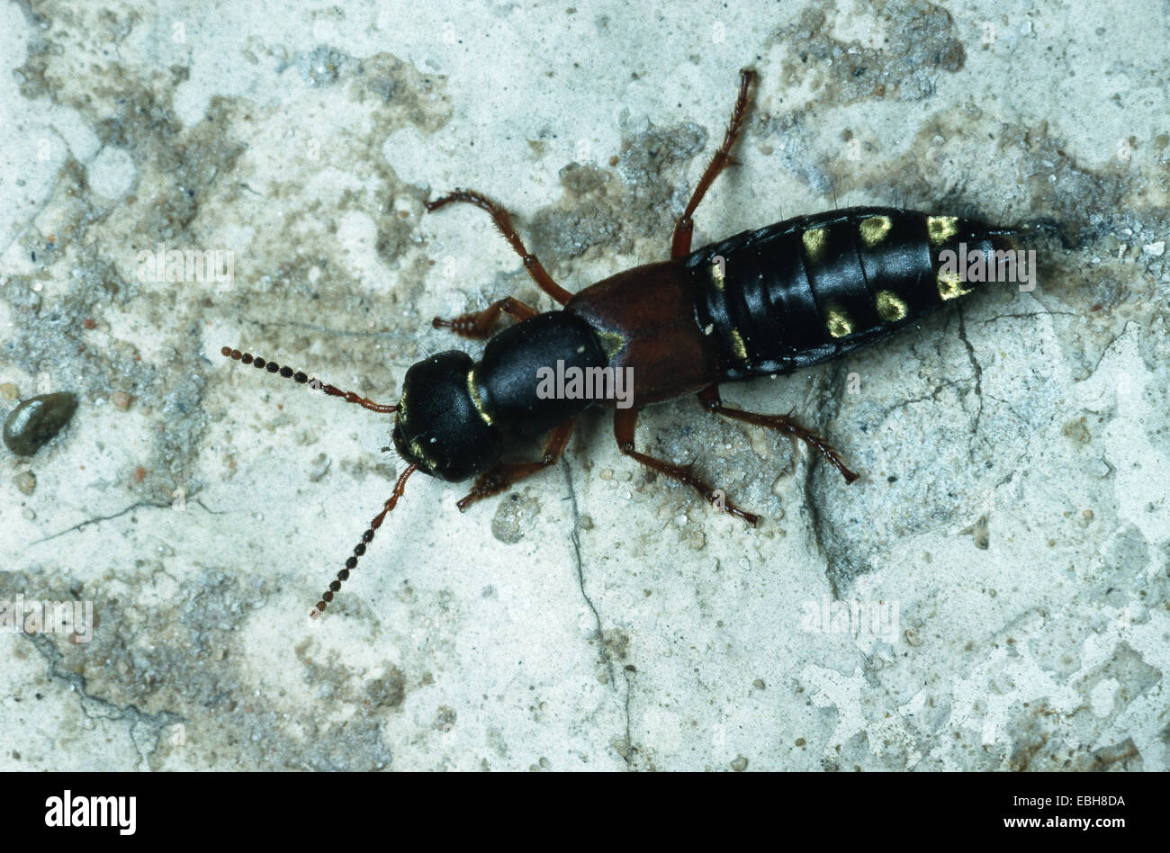 Staphylinus erythropterus hi-res stock photography and images - Alamy