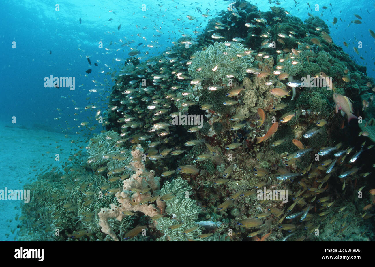 Golden cardinalfish (Apogon aureus Stock Photo - Alamy