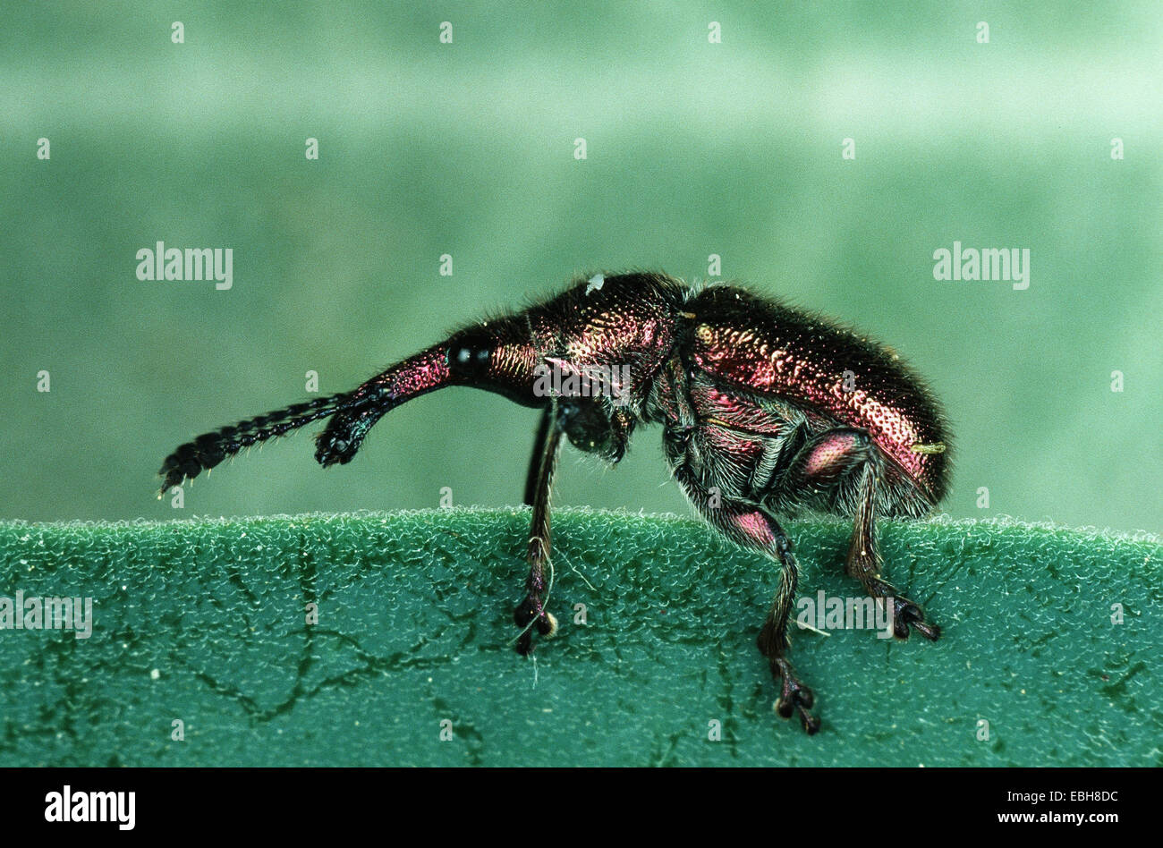 poplar leaf roller weevil (Byctiscus populi), sitting on a leaf Stock ...