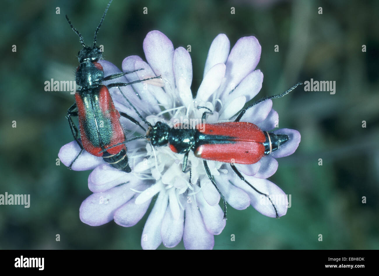 flower beetle (Malachius aeneus Stock Photo - Alamy