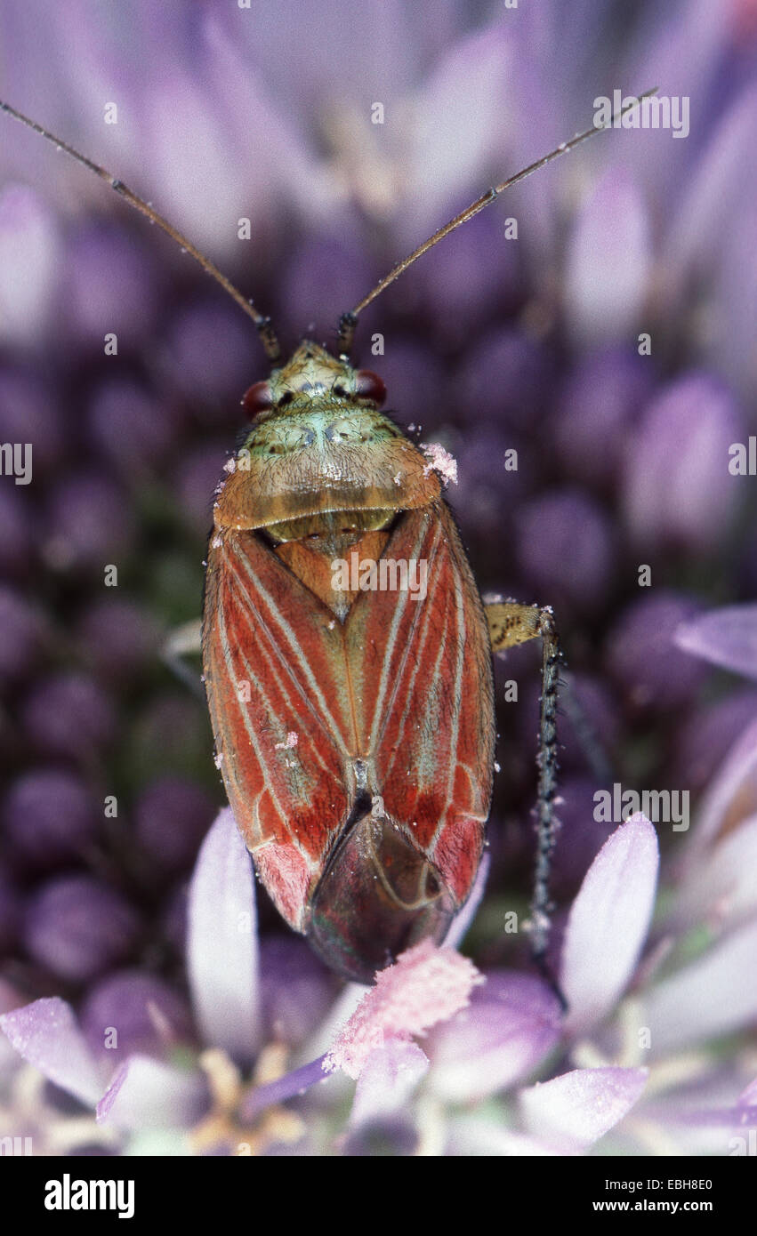 mirid, capsid bug, plant bug (Pachyxypus lineellus Stock Photo - Alamy