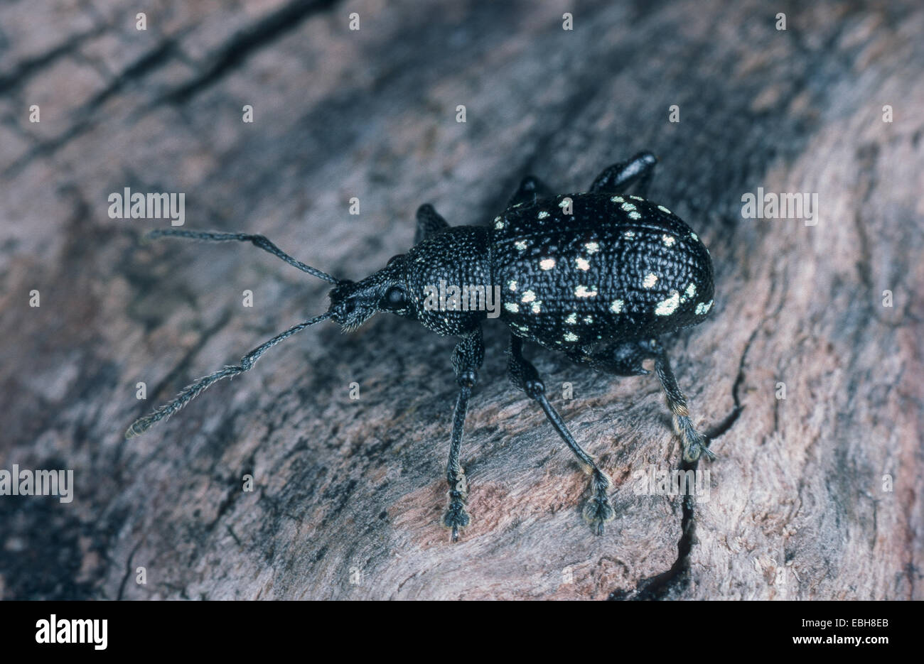 lightspotted snout weevil (Otiorhynchus gemmatus Stock Photo - Alamy