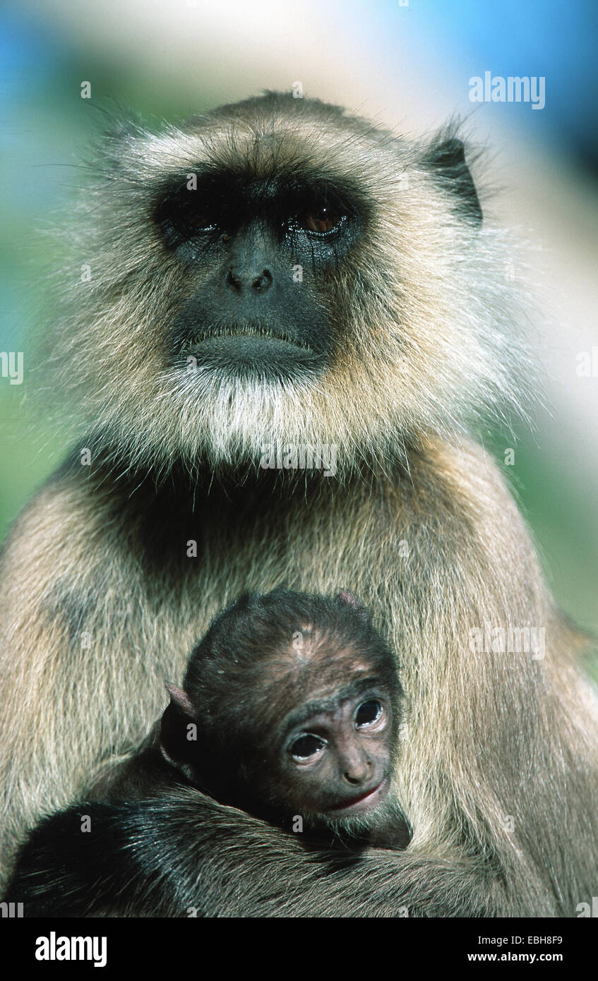 hanuman langur, hanuman monkey (Presbytis entellus Stock Photo - Alamy