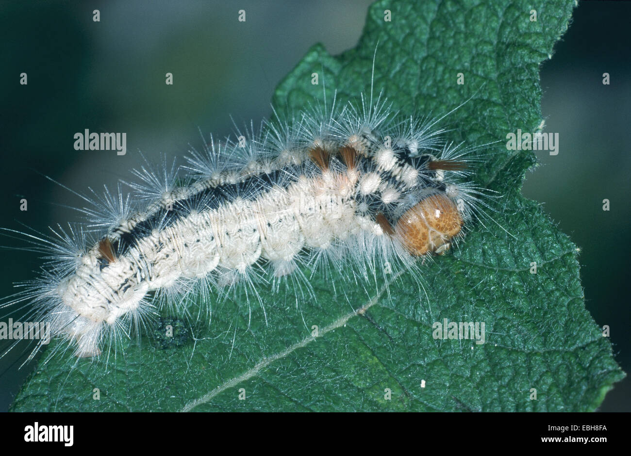 nut-tree tussock (Colocasia coryli Stock Photo - Alamy