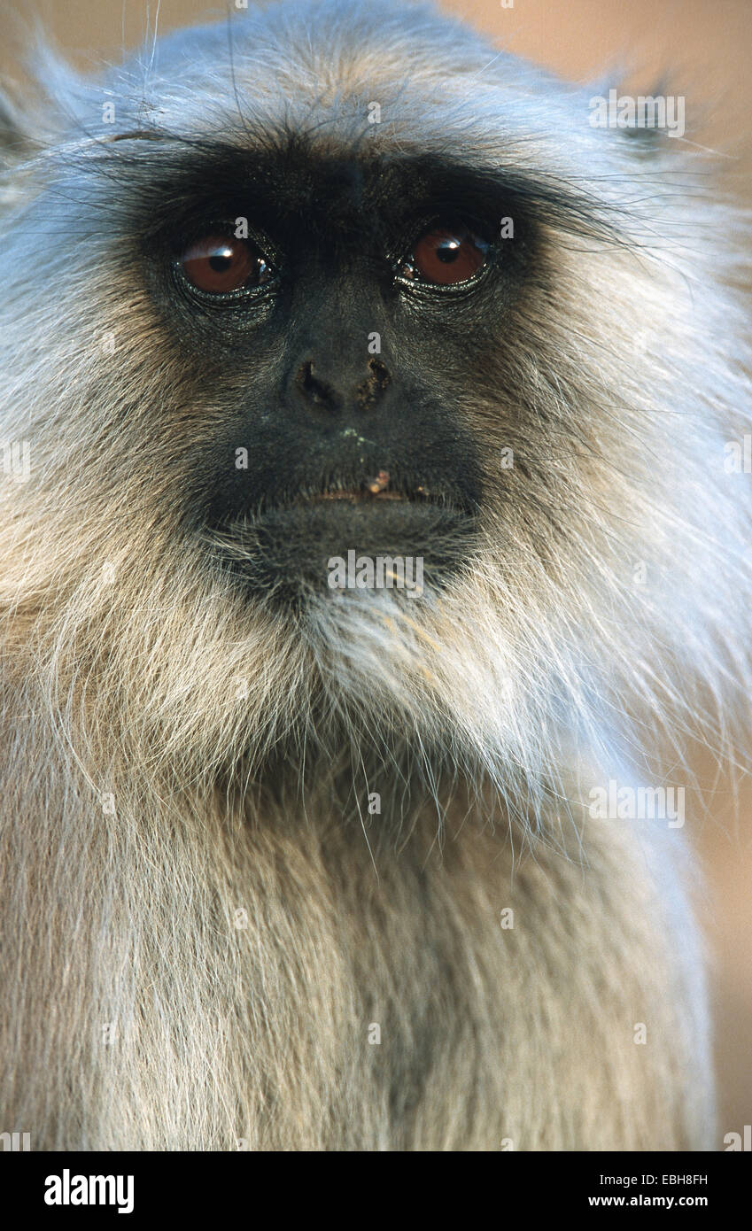 Hanuman languren hi-res stock photography and images - Alamy