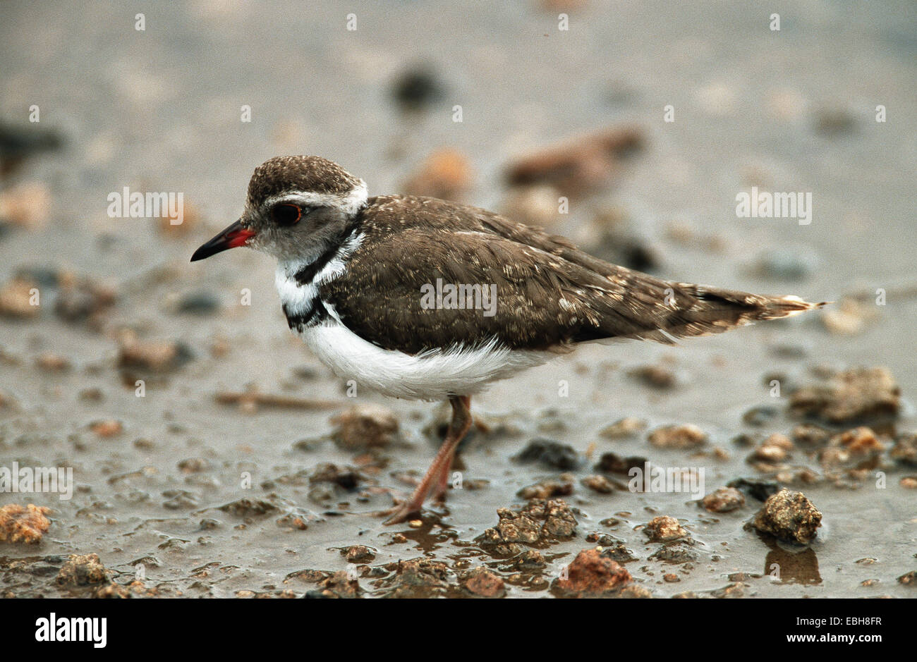 Three banded plovers hi-res stock photography and images - Alamy