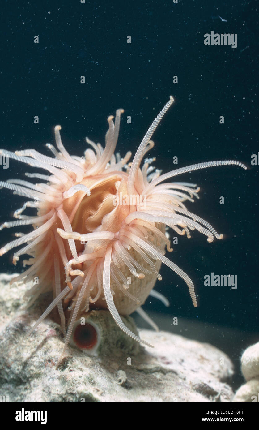 inflated fileclam, inflated lima (Lima inflata, Mantellum inflatum ...