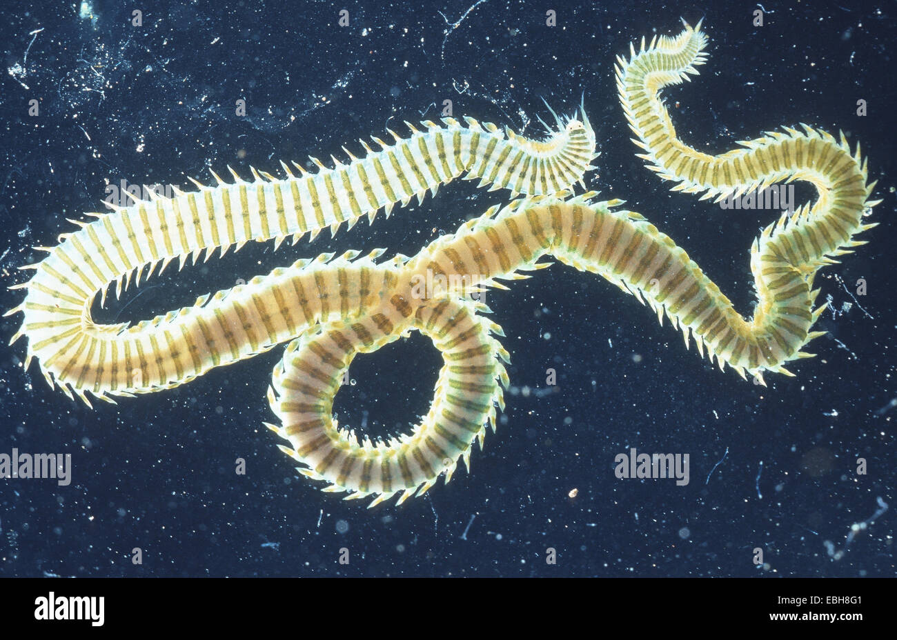 worm (Eteone picta Stock Photo - Alamy