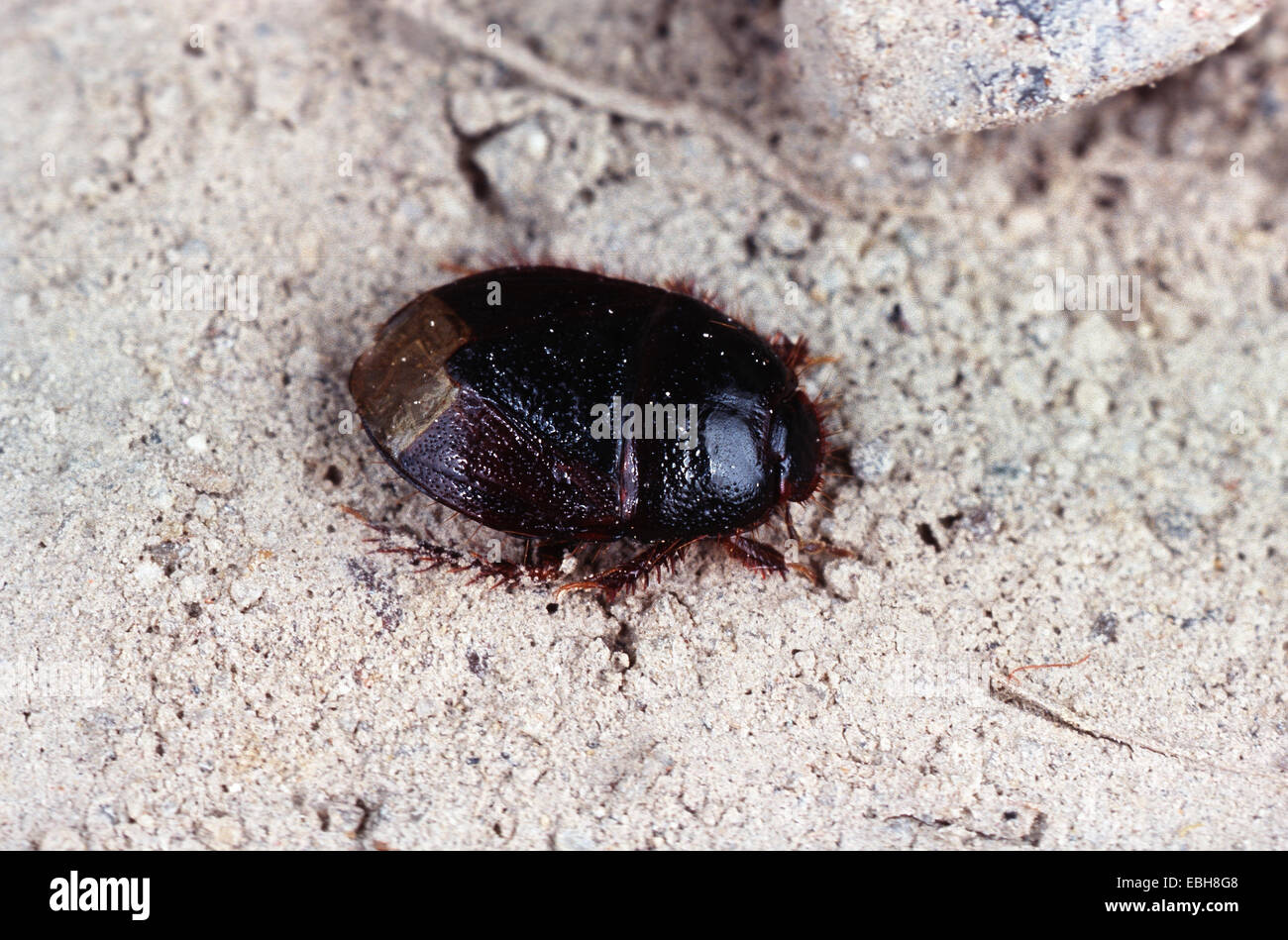 black groundbug (Aethus nigritus Stock Photo - Alamy