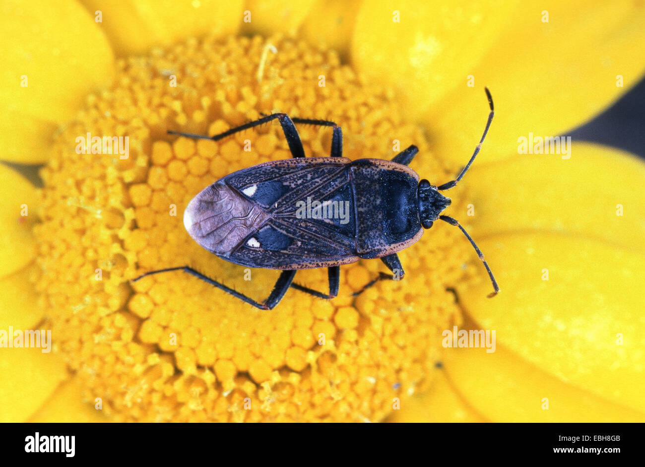 bug (Rhyparochromus lynceus Stock Photo - Alamy