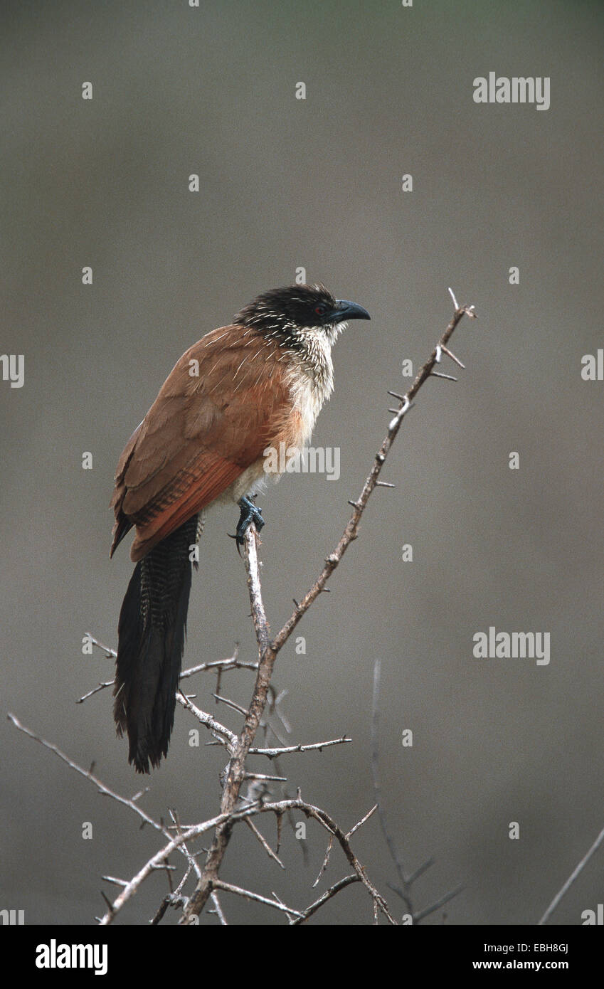 Burchell`s coucal (Centropus burchelli Stock Photo - Alamy