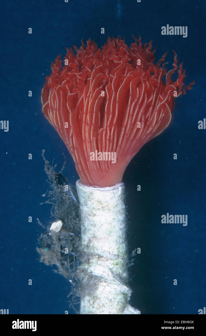 smooth tubeworm (Protula tubularia Stock Photo - Alamy