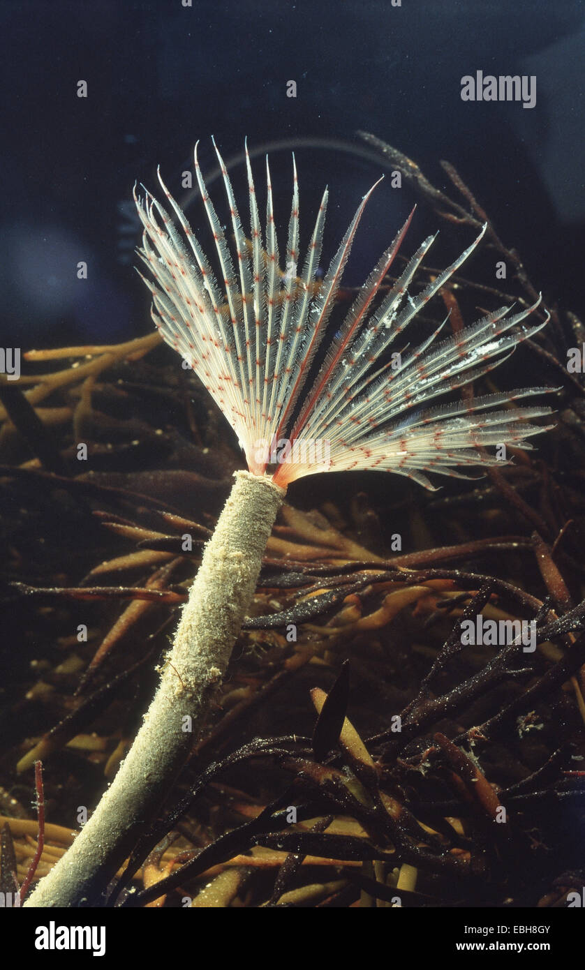 peacock worm, peacock feather-duster worm (Sabella pavonina Stock Photo - Alamy