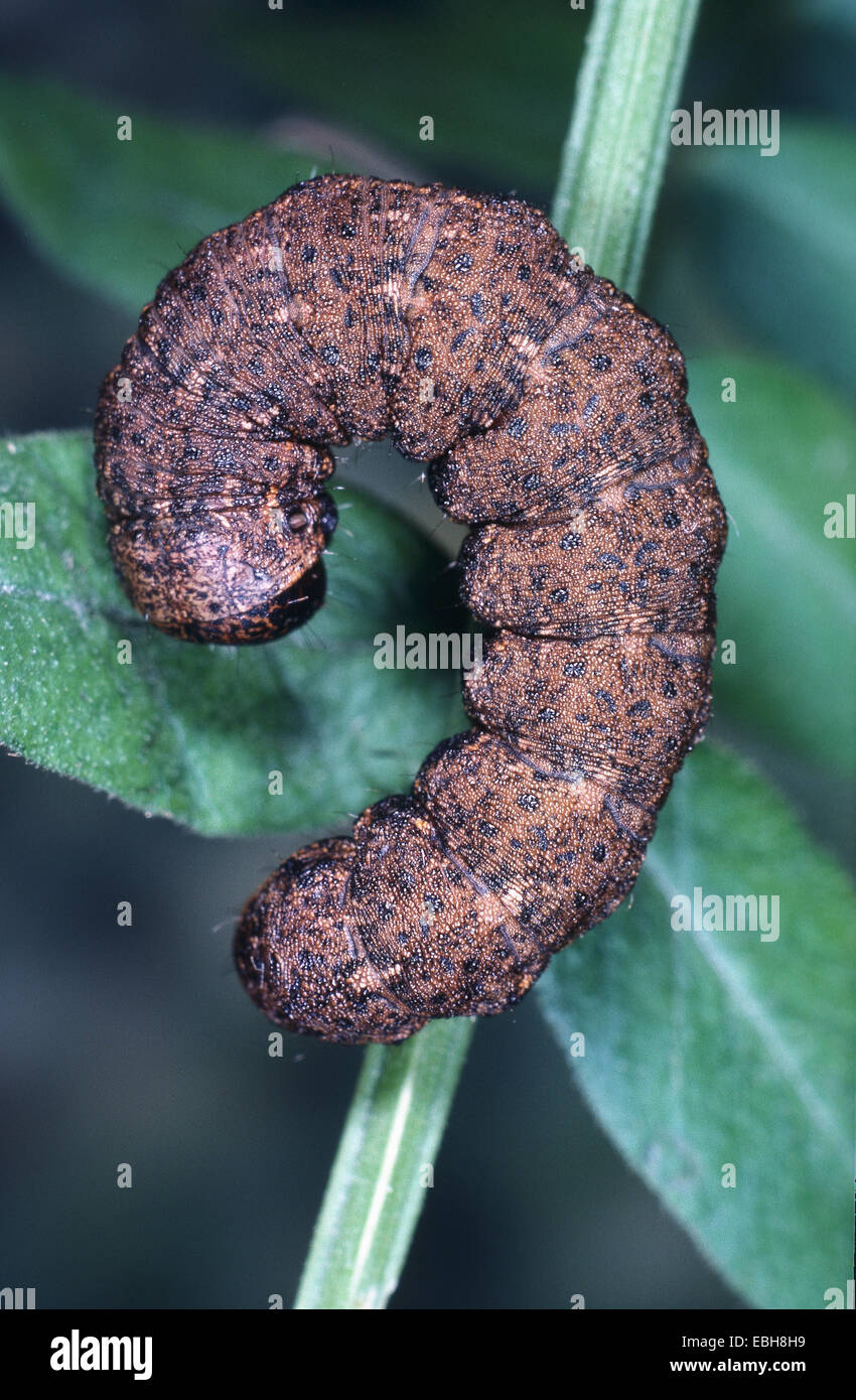 shark moth, common shark (Cucullia umbratica Stock Photo - Alamy