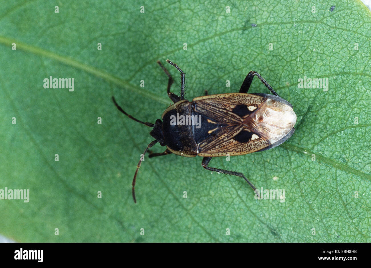 bug (Rhyparochromus lynceus Stock Photo - Alamy
