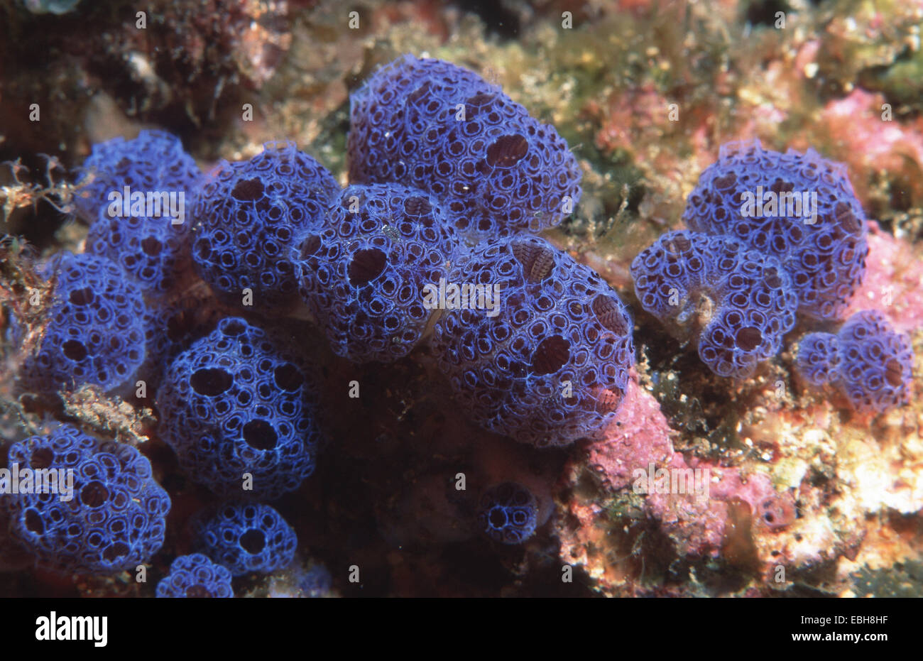 tunicate, sea squirt, synascidian Stock Photo - Alamy