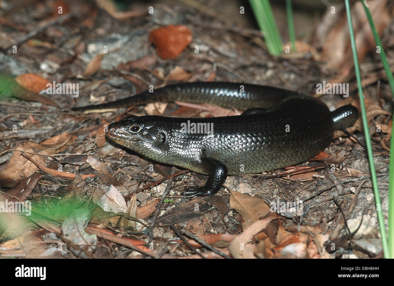 land mullet, major skink (Egernia major Stock Photo - Alamy