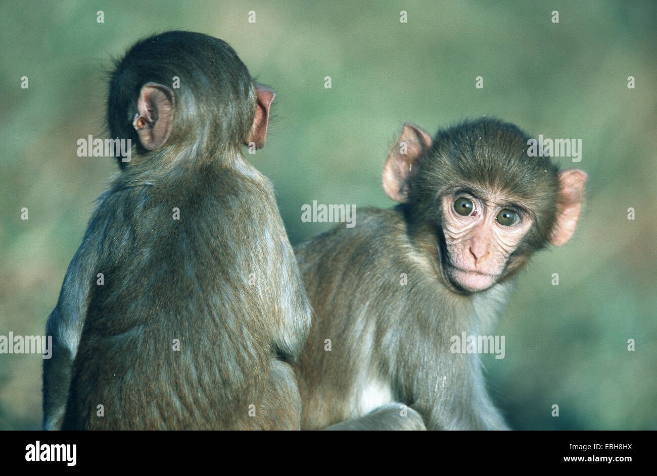 Geschwister siblings hi-res stock photography and images - Alamy